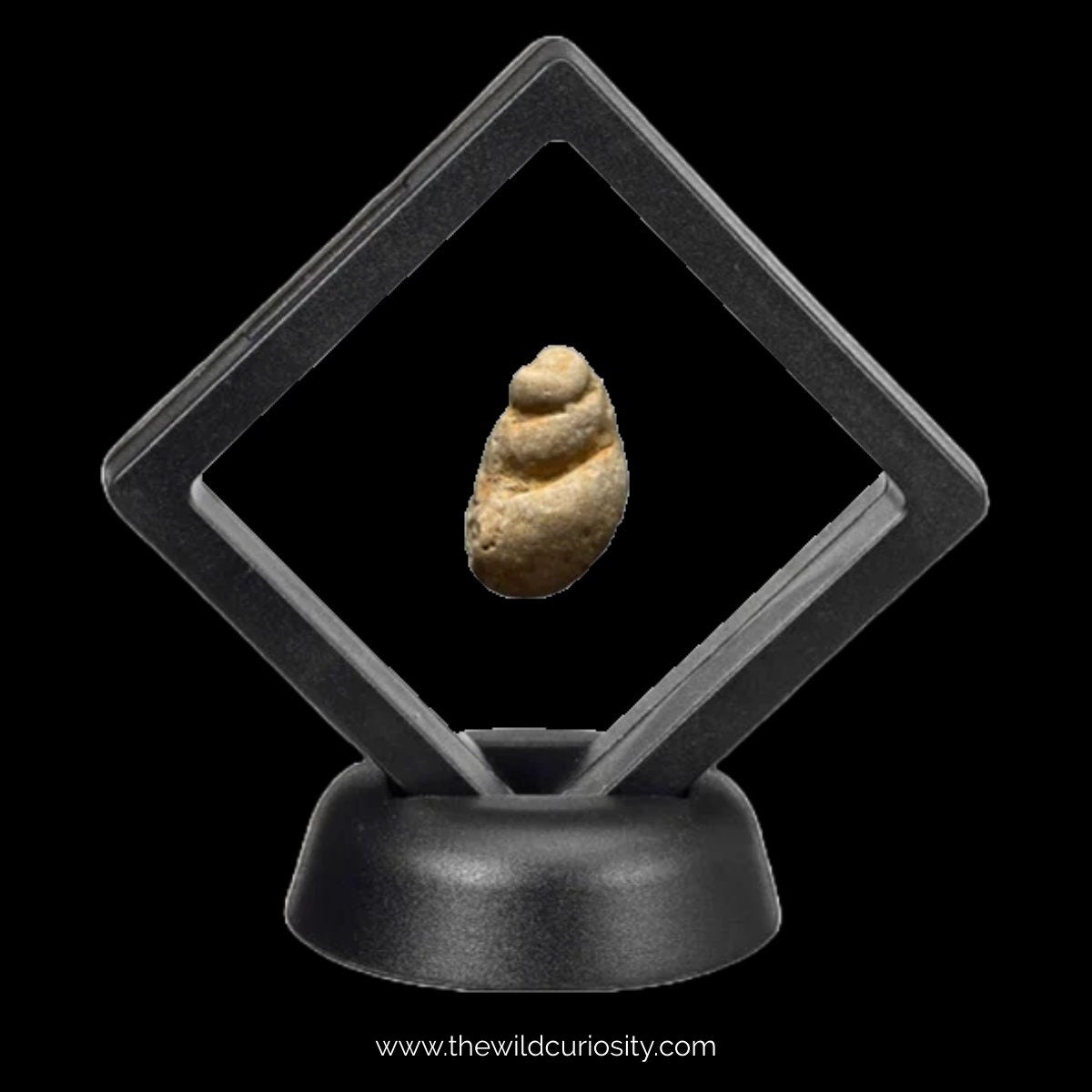 Fossil Mollusc in Floating Frame Display | 3D Frame | Decorative ...
