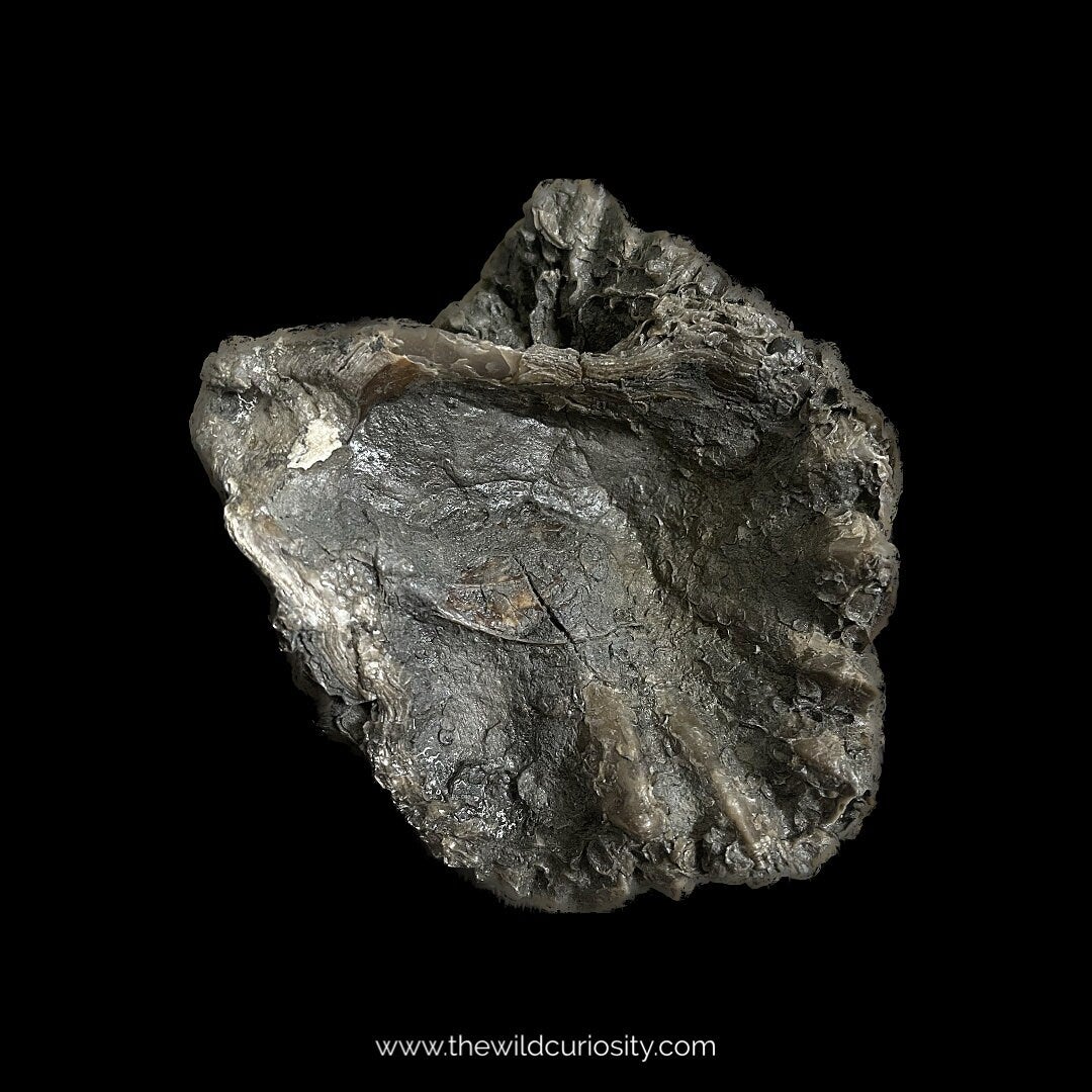 LARGE Marine Bivalve Fossil | Lopha gregaria | Prehistoric Shells ...
