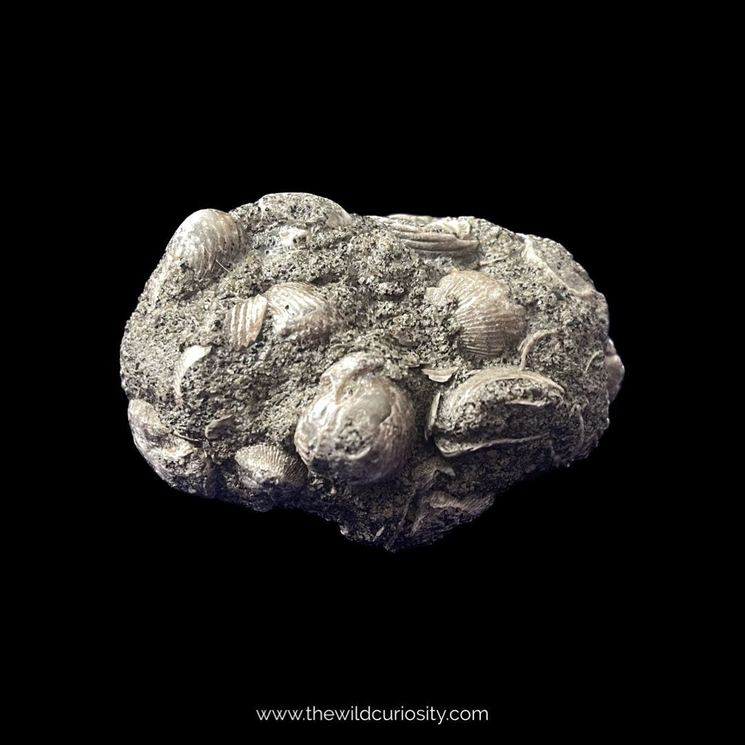 Fossil Brachiopods in Lower Greensand Matrix | Rhynchonella ...