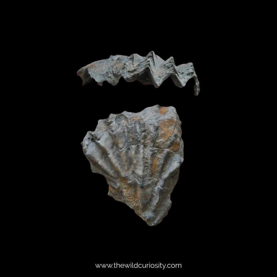 Fossil Marine Bivalve Fossils | Lopha gregaria | Fossil Collection ...