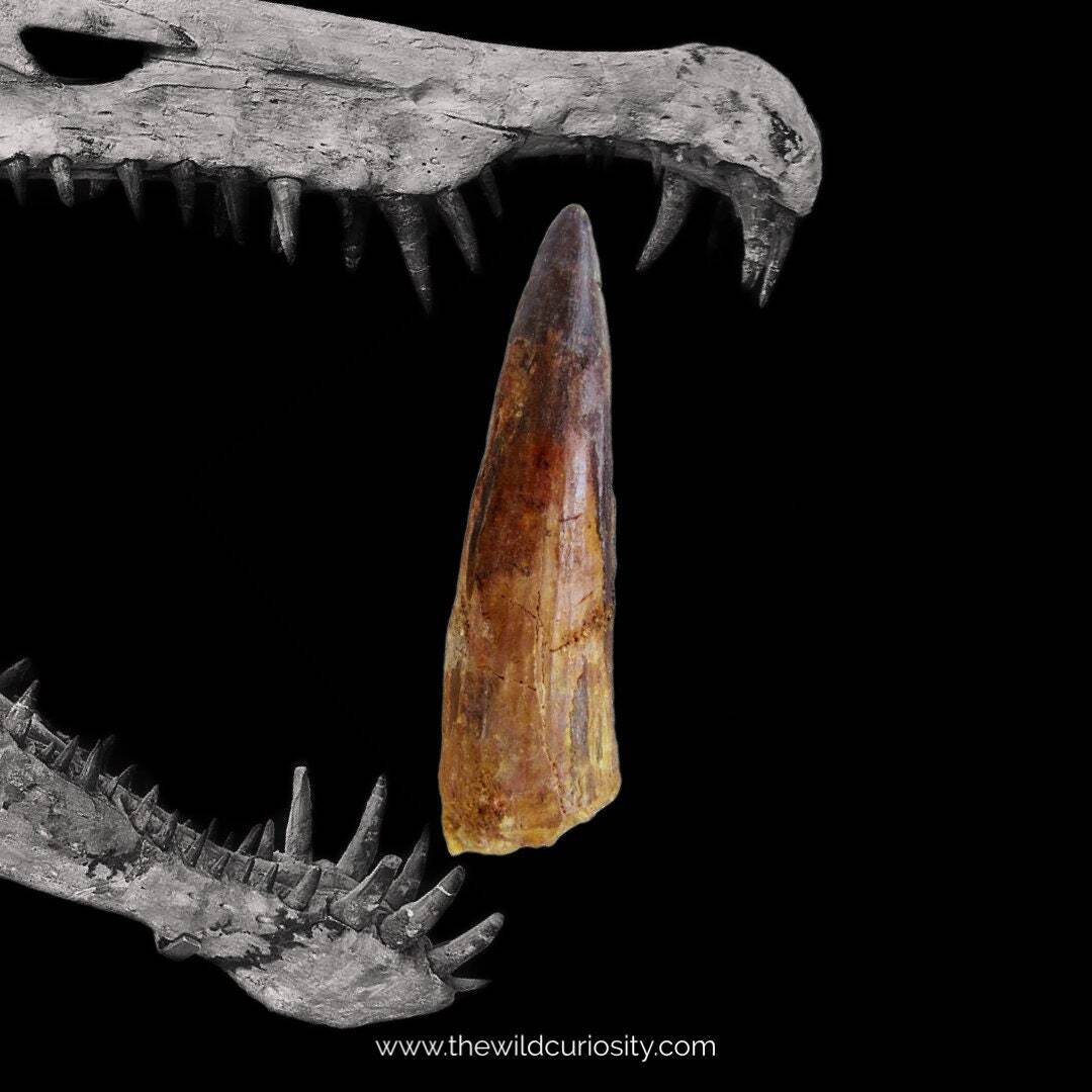 Fossil Spinosaurus Tooth | Genuine Fossilised Teeth | Dinosaur Bones ...