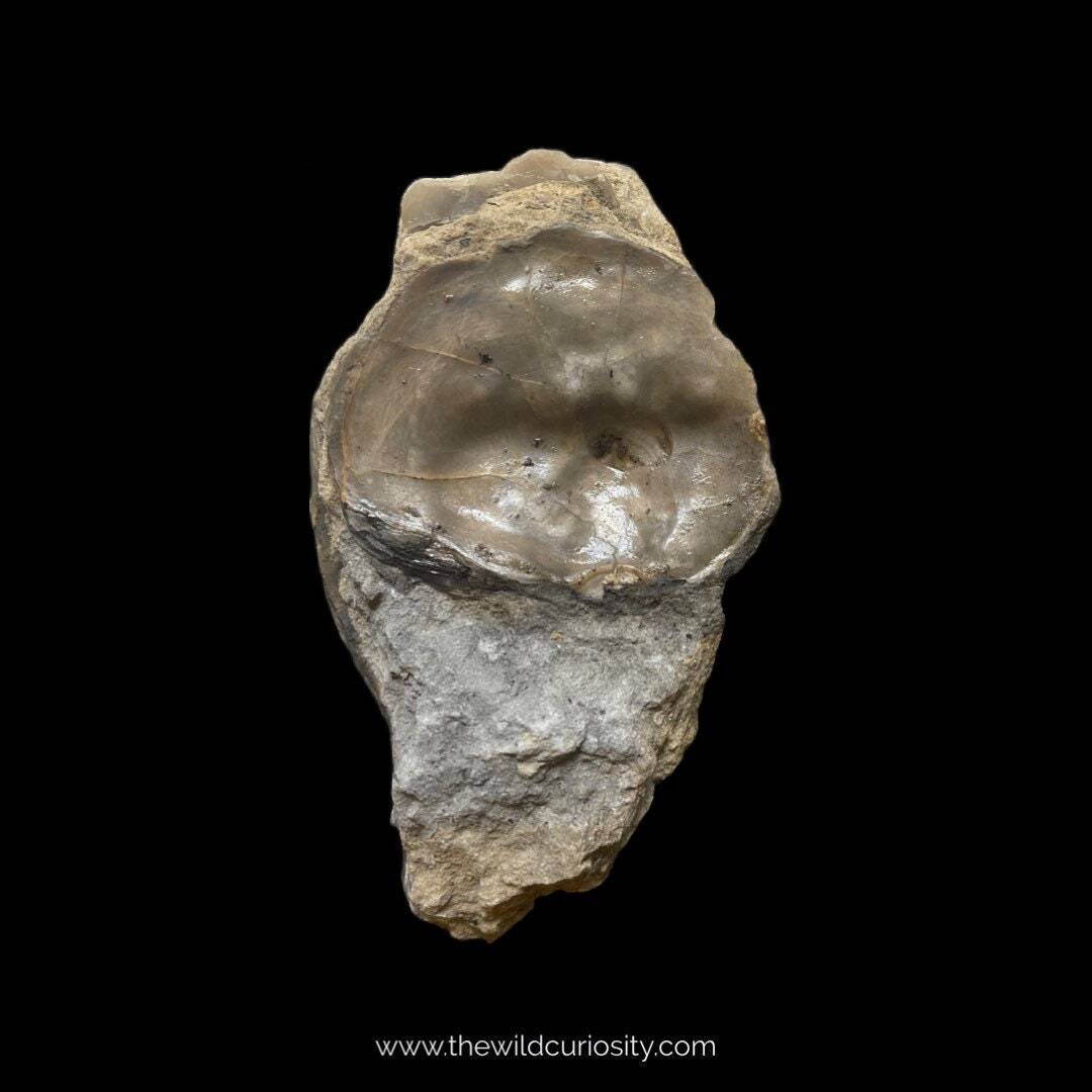 Large Fossil Shell | Jurassic Mollusk | Prehistoric Gastropod ...