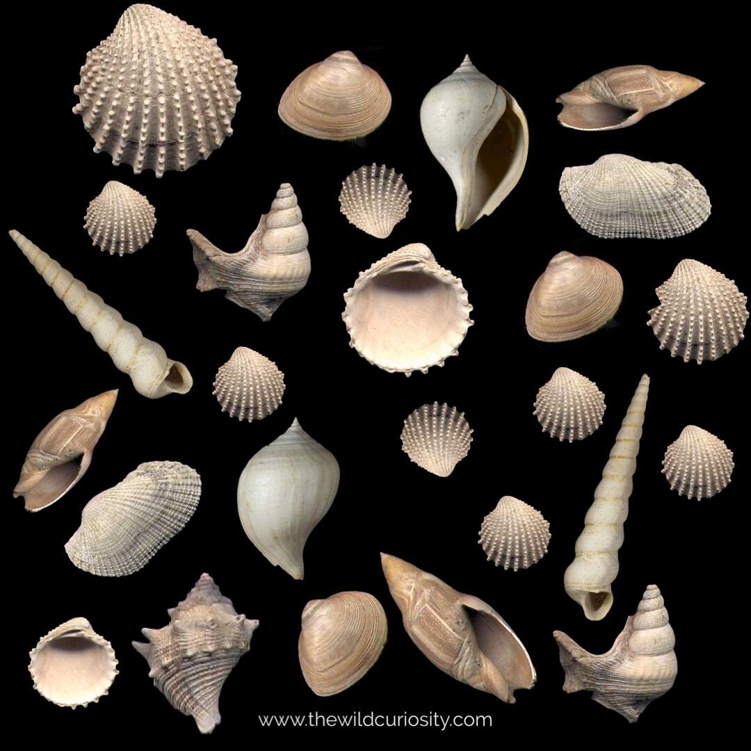 Fossil Shell Selection | Bartonian Eocene | Fossilised Gastropod ...
